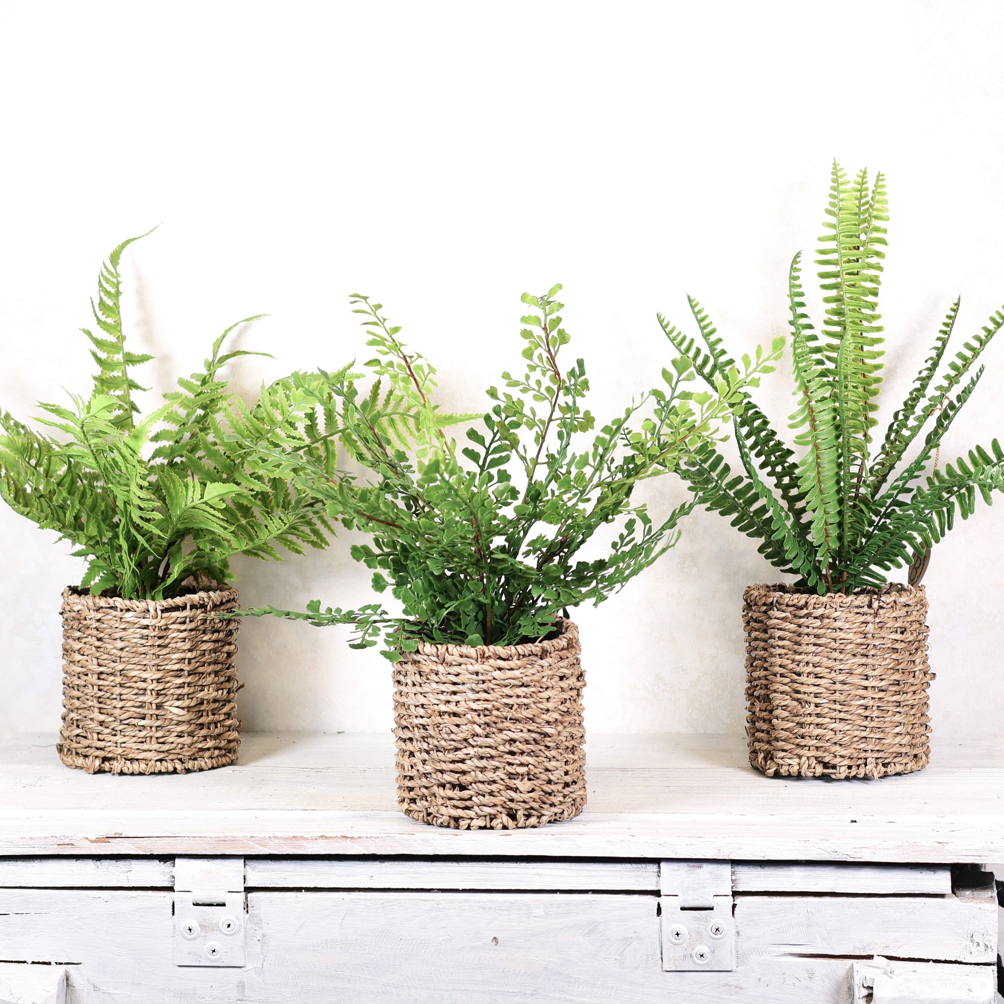 Potted Plants & Drop Ins