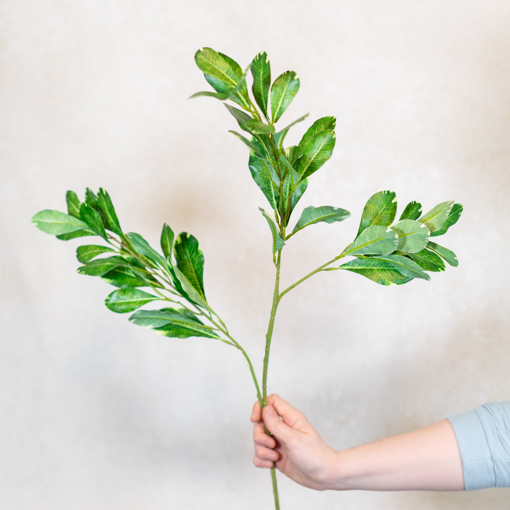 Pittosporum Variegated Green Spray
