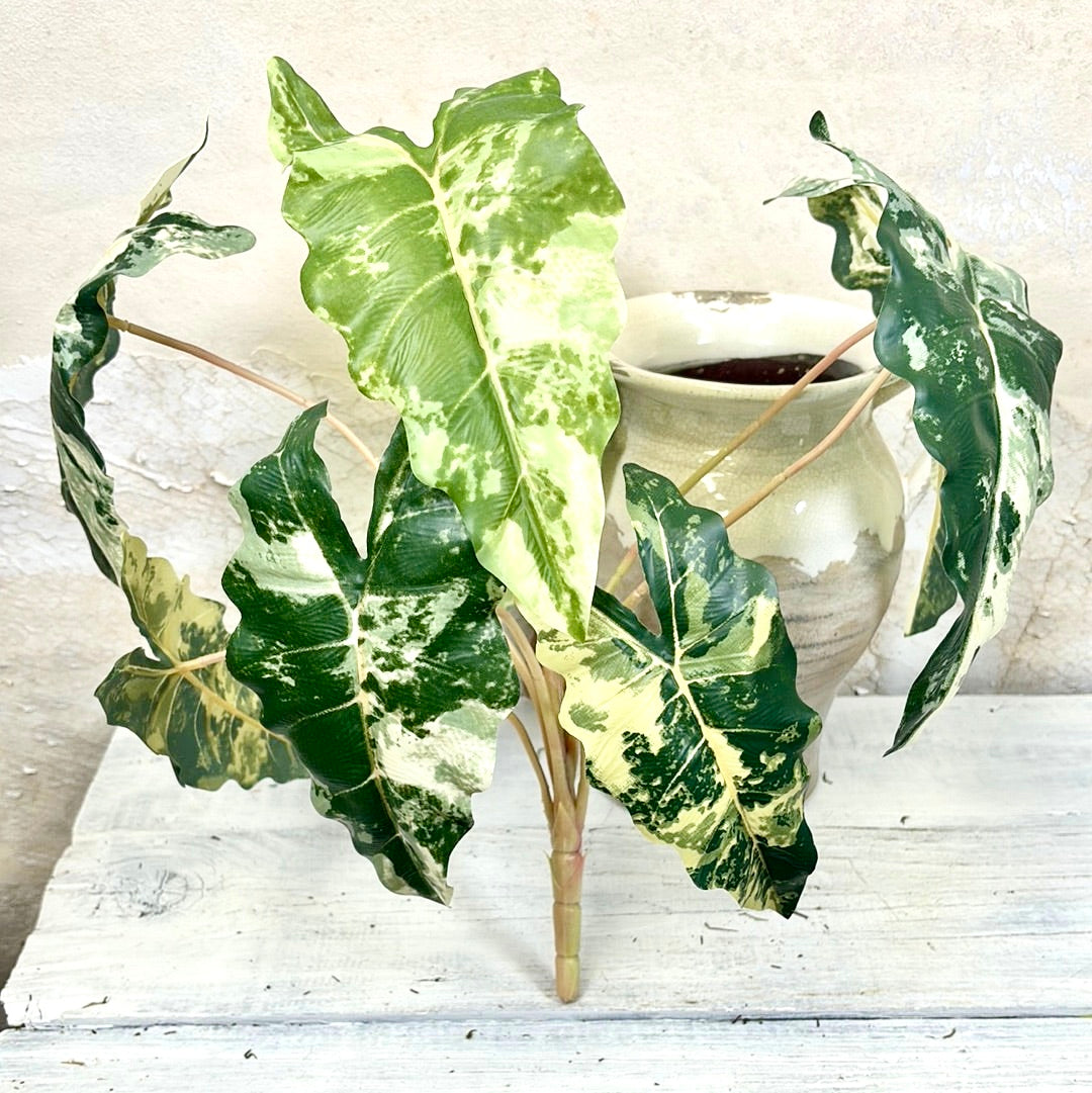 Colocasia Variegated Bush Stem – Branches Designs